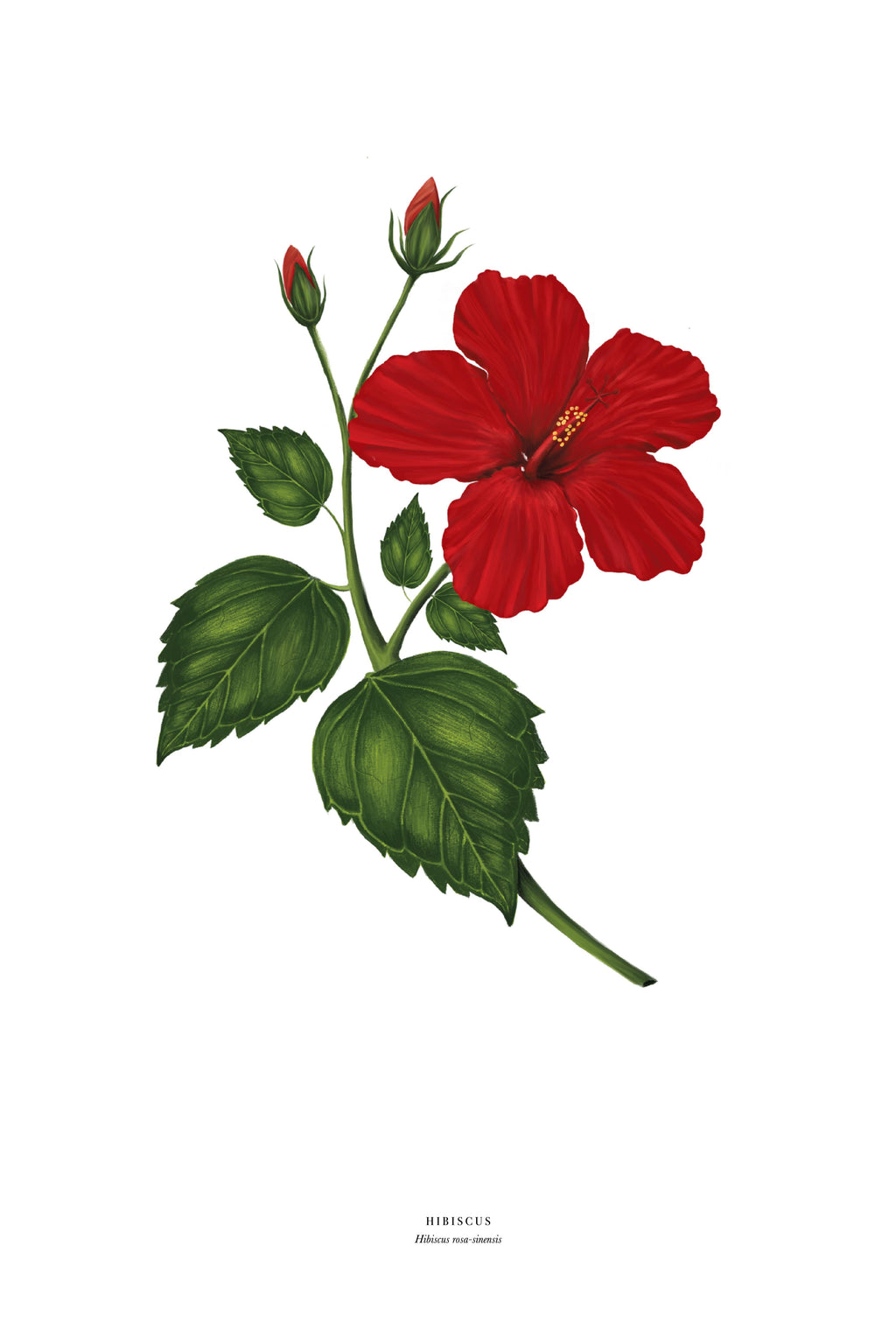 HIBISCUS – Baro Art